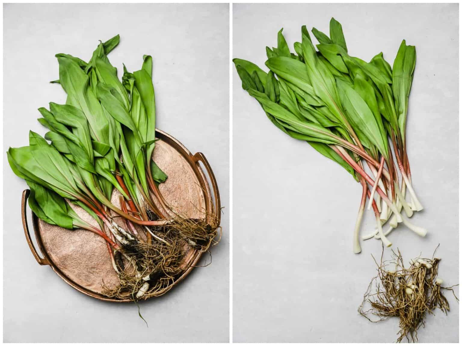 Quick Pickled Ramps (Add Them To Everything! - Well Seasoned Studio