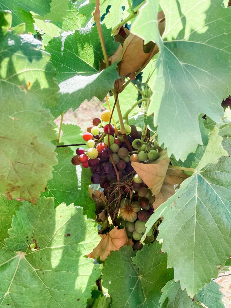 The Comprehensive Guide to Port Wine - Well Seasoned Studio