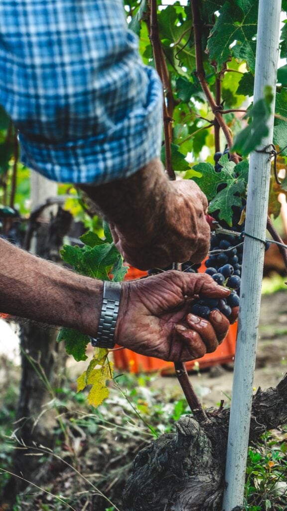 The Comprehensive Guide To Nebbiolo - Well Seasoned Studio