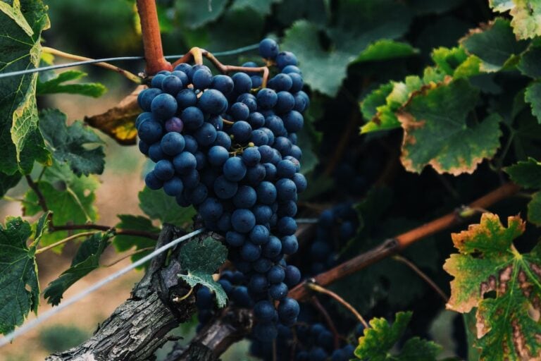 The Comprehensive Guide To Nebbiolo - Well Seasoned Studio