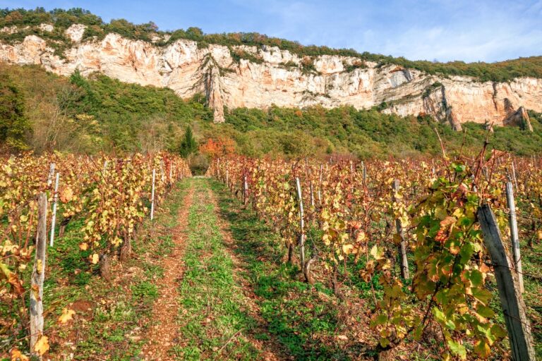 The Comprehensive Guide to Cinsault Wine - Well Seasoned Studio