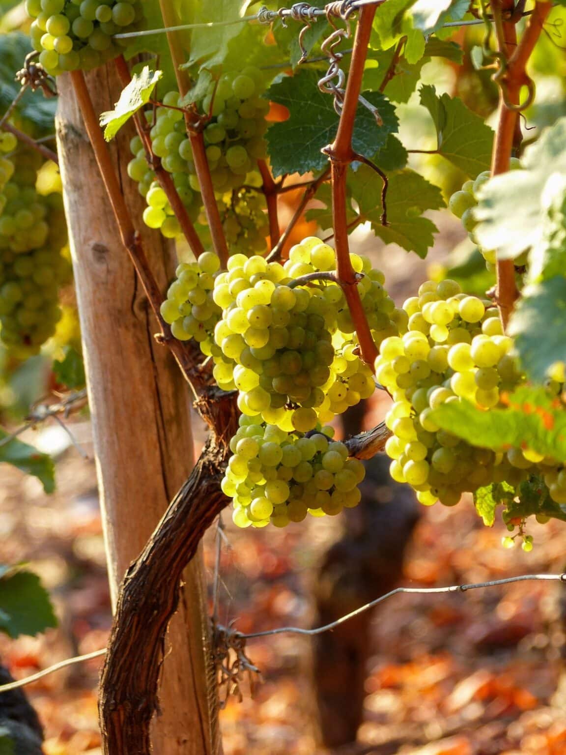The Comprehensive Guide to Riesling - Well Seasoned Studio