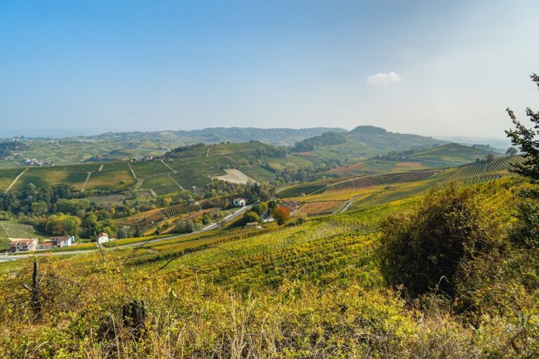 The Comprehensive Guide To Nebbiolo - Well Seasoned Studio