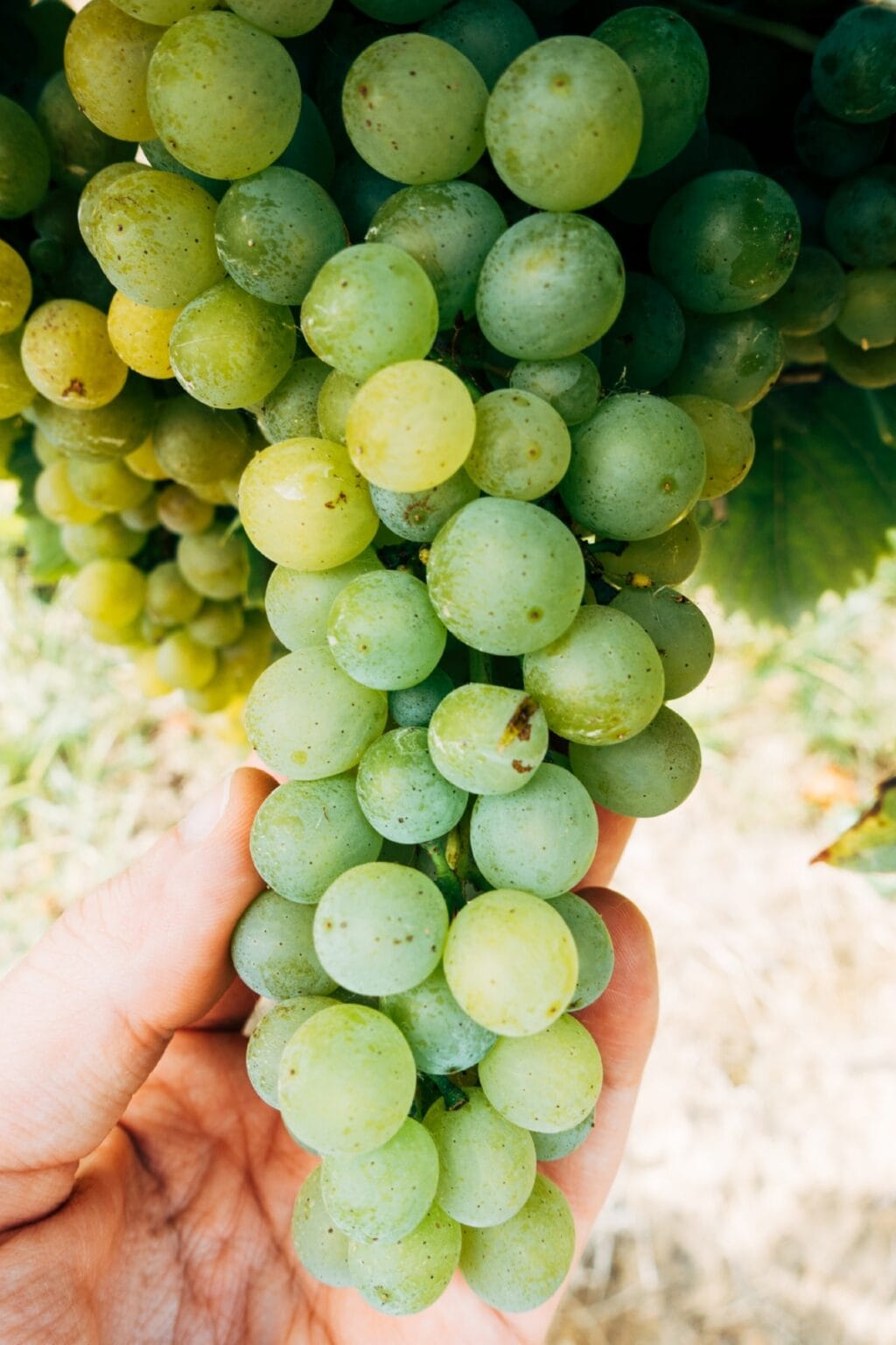 The Comprehensive Guide to Chenin Blanc - Well Seasoned Studio