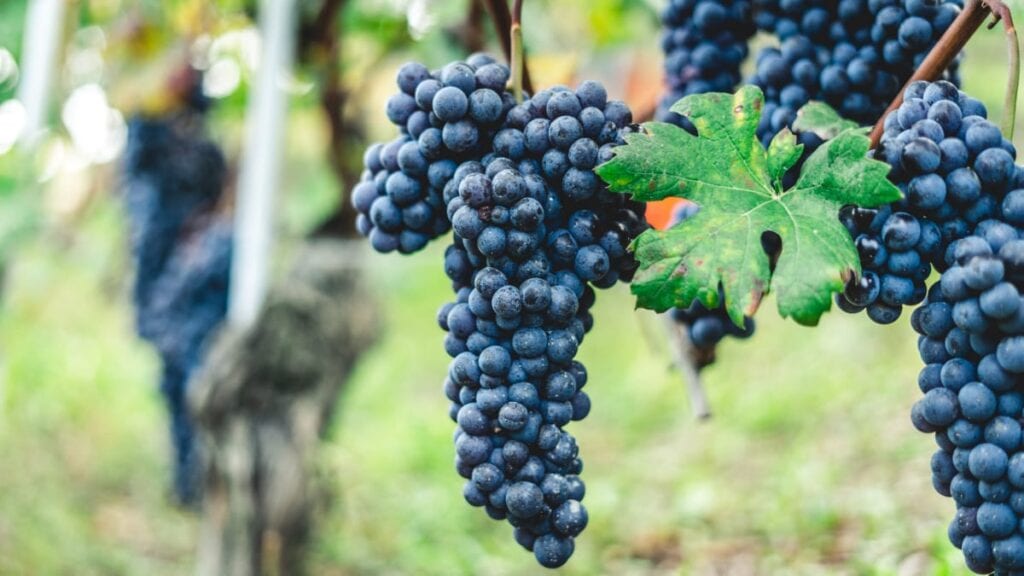 The Comprehensive Guide to Grenache - Well Seasoned Studio