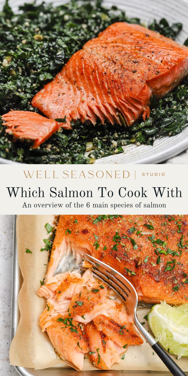 The Different Salmon Species Explained - Well Seasoned Studio