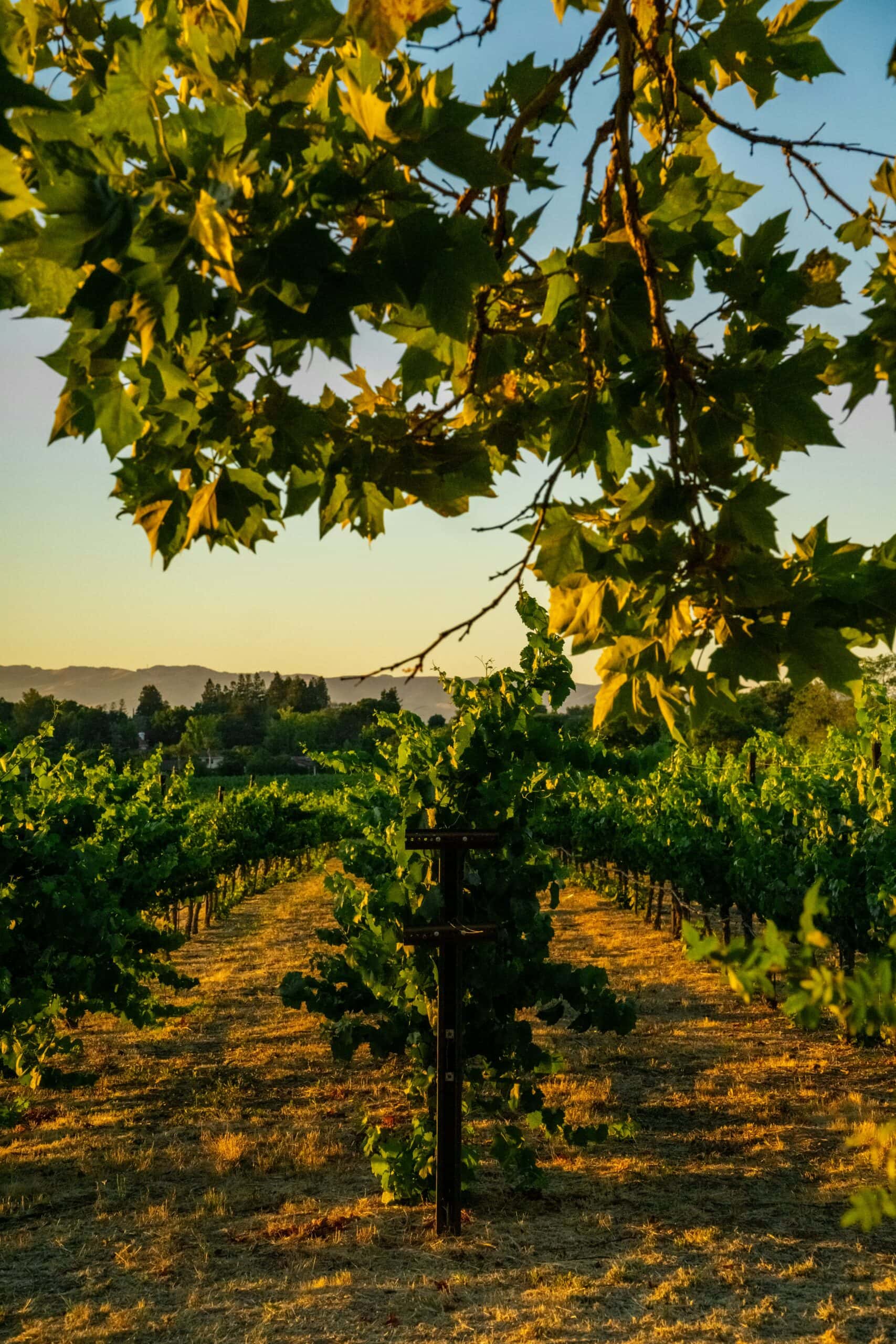 The Comprehensive Guide to Cabernet Sauvignon - Well Seasoned Studio