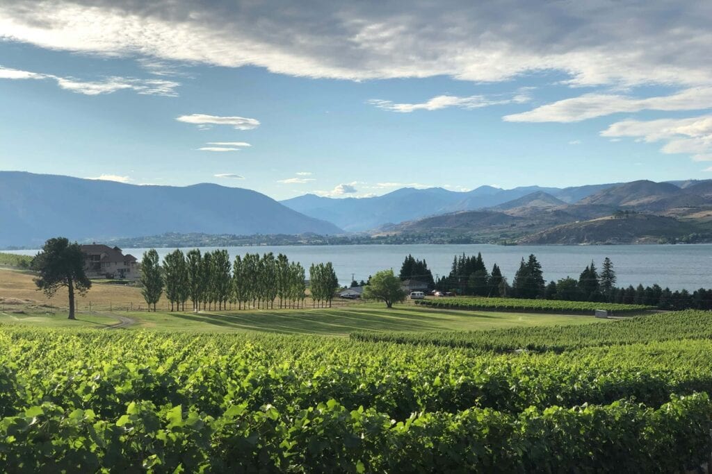 The Comprehensive Guide to Cabernet Sauvignon - Well Seasoned Studio