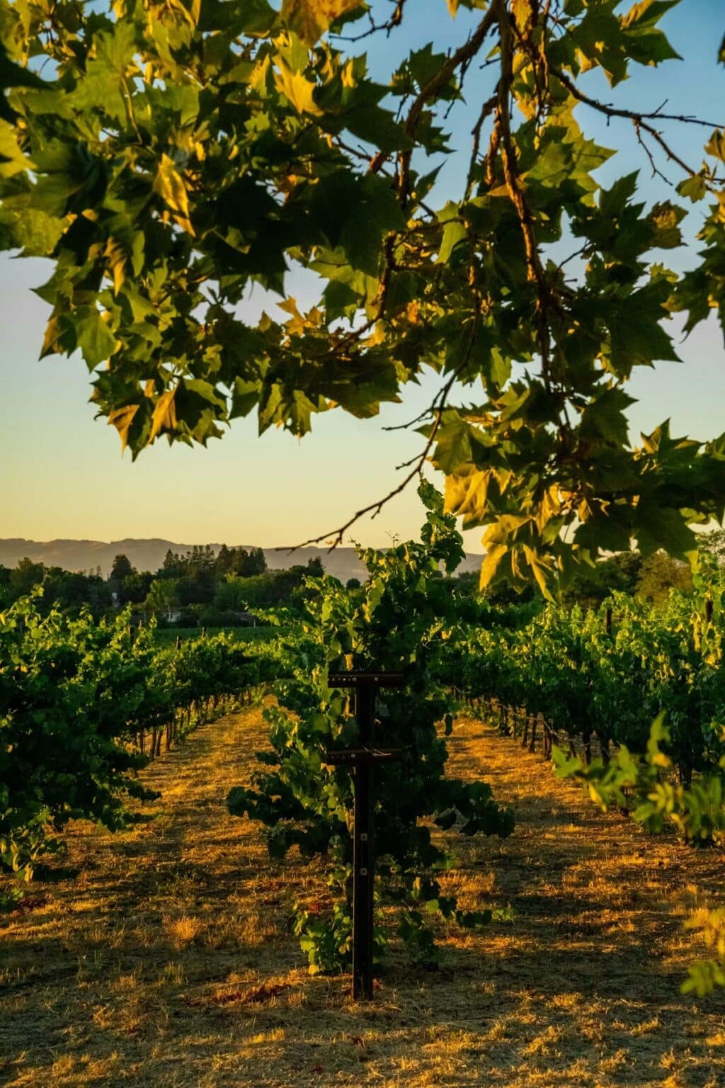 The Comprehensive Guide to Cabernet Sauvignon - Well Seasoned Studio