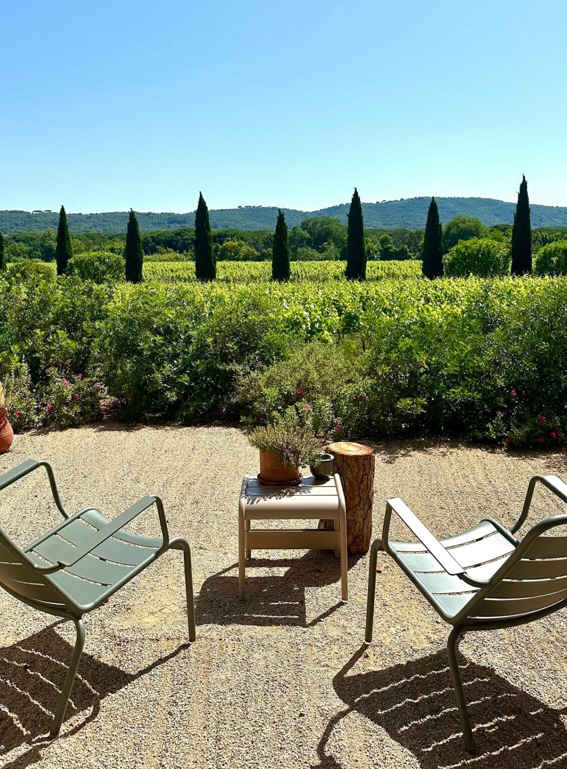 The Comprehensive Guide to Semillon - Well Seasoned Studio