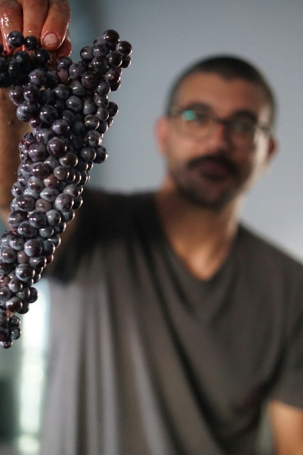 The Comprehensive Guide to Zinfandel - Well Seasoned Studio